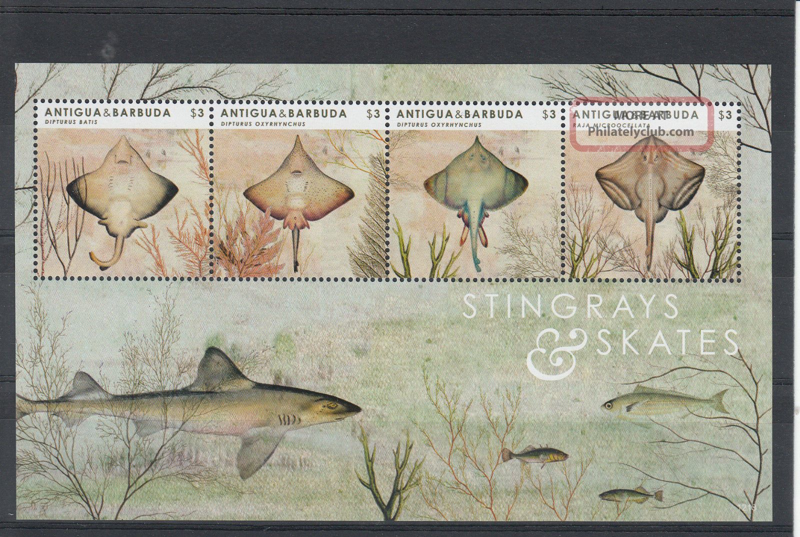 Antigua & Barbuda 2012 Stingrays & Skates 4v Sheetlet Marine Dipturus Batis