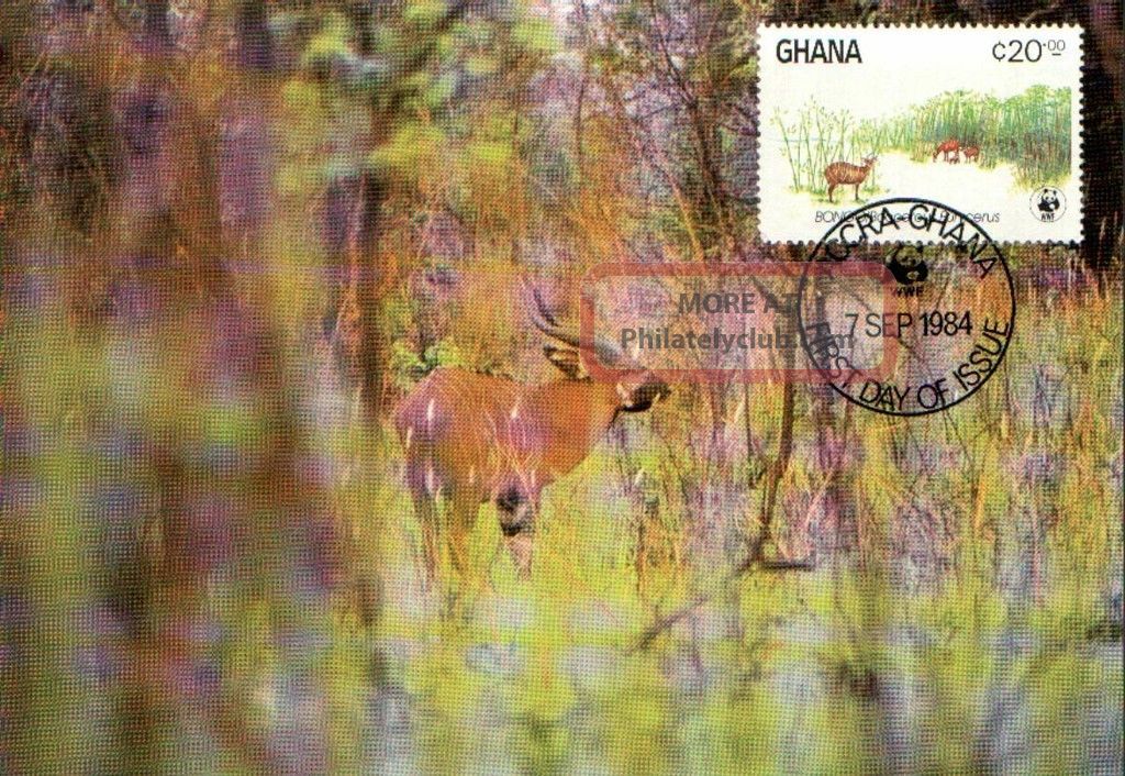 (72347) Maxicard - Ghana - Antelope 1984
